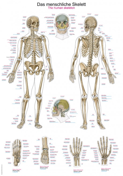 Uzskates materiāls - Cilvēka skelets, Uzskates materiāli, Anatomijas ...